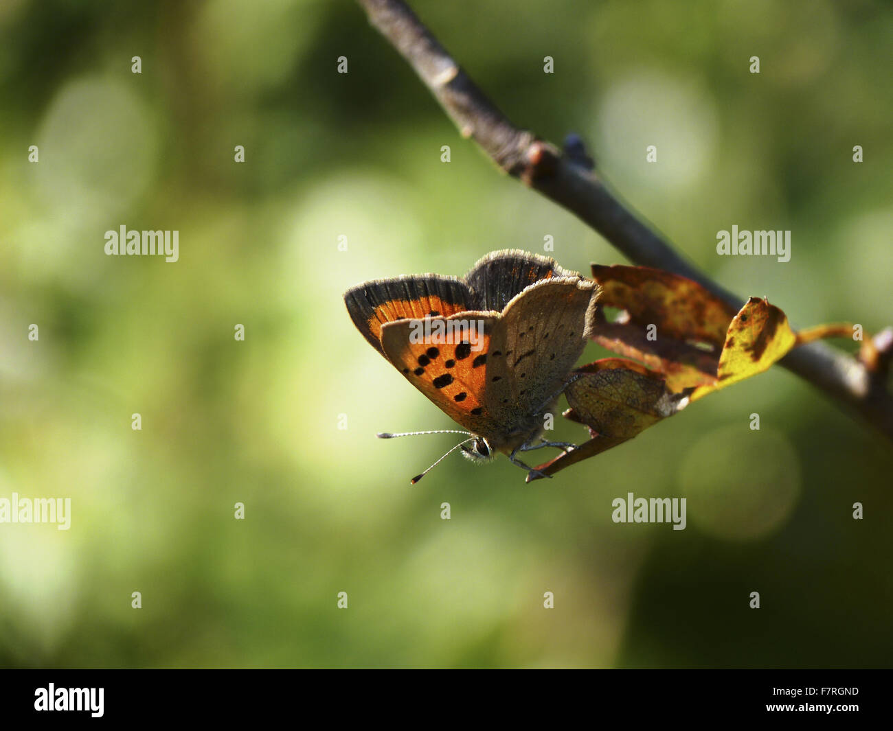 Small Copper butterfly, male Stock Photo - Alamy