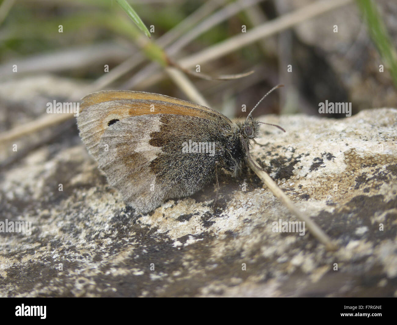 Small Heath butterfly Stock Photo - Alamy