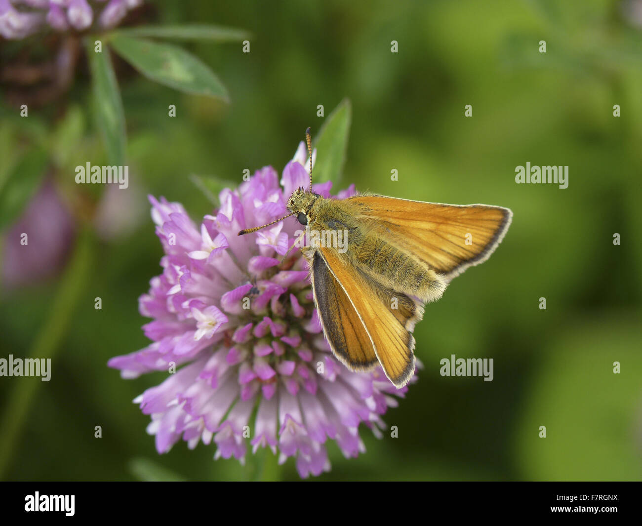 Small Skipper butterfly, female Stock Photo - Alamy