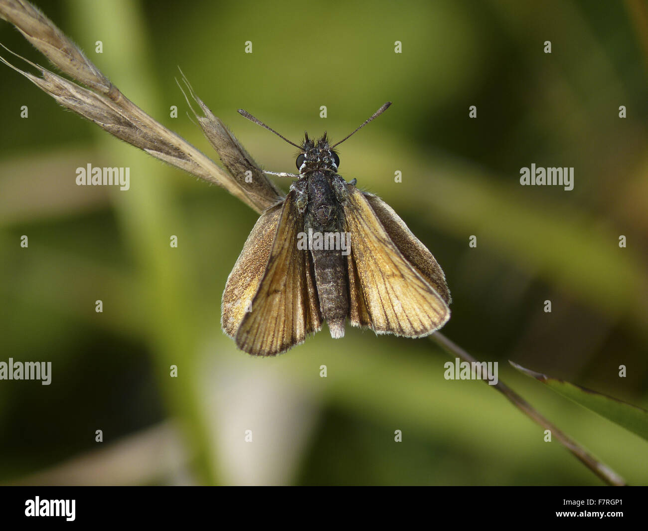 Small Skipper butterfly, old female Stock Photo - Alamy