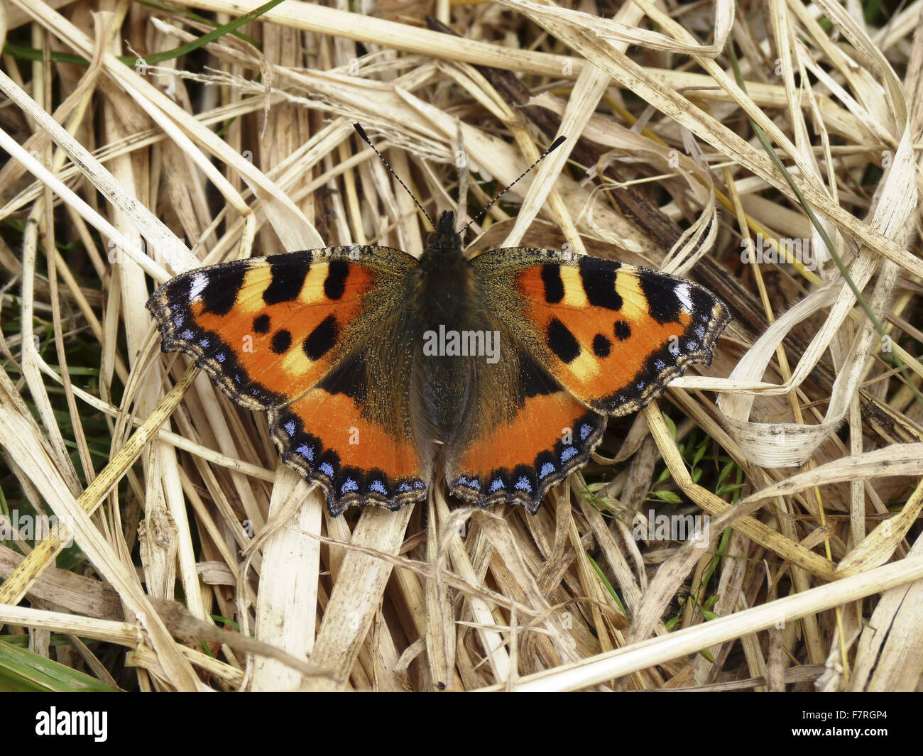 Small Tortoiseshell butterfly Stock Photo - Alamy