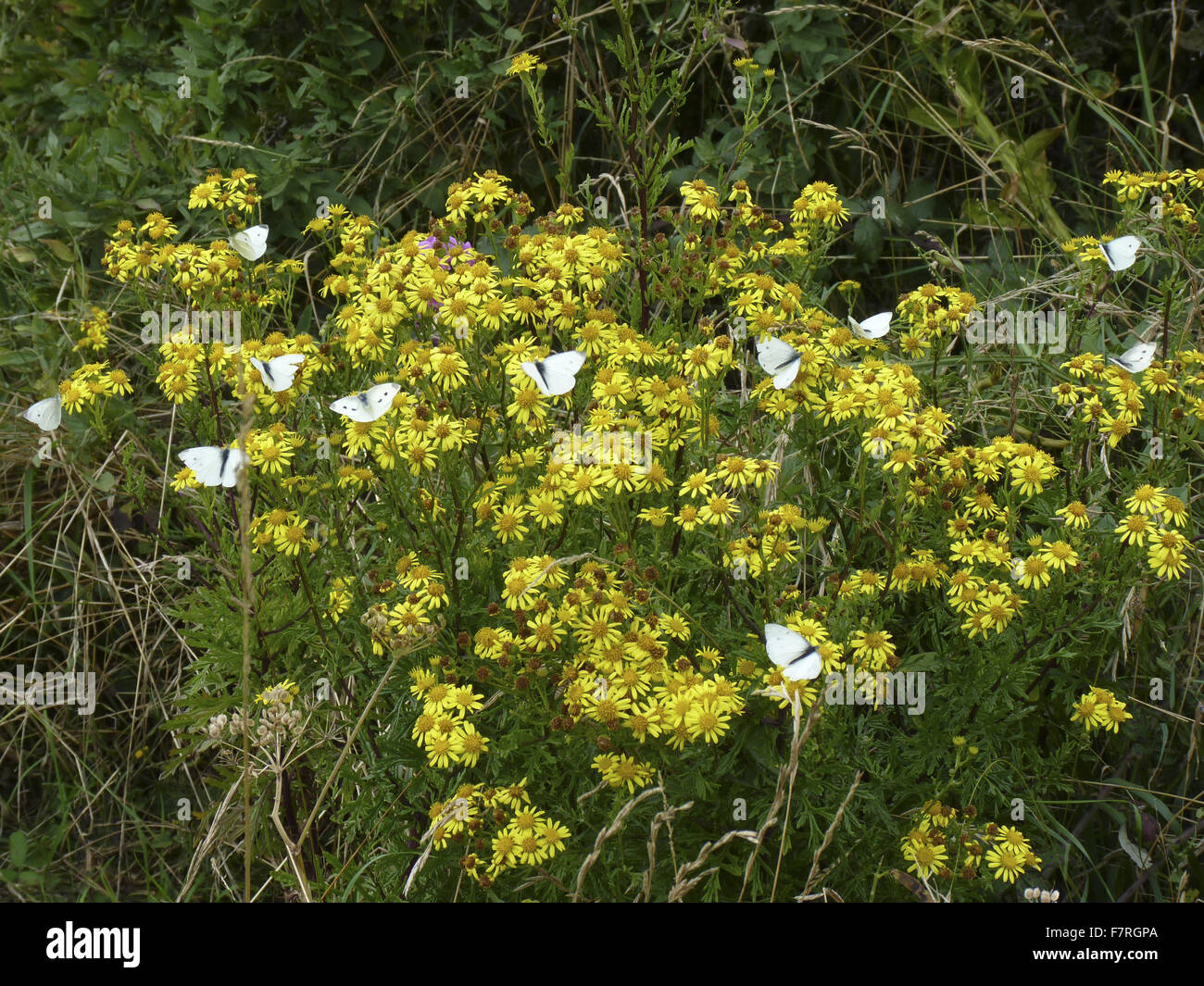 Small White butterflies on Ragwort Stock Photo - Alamy