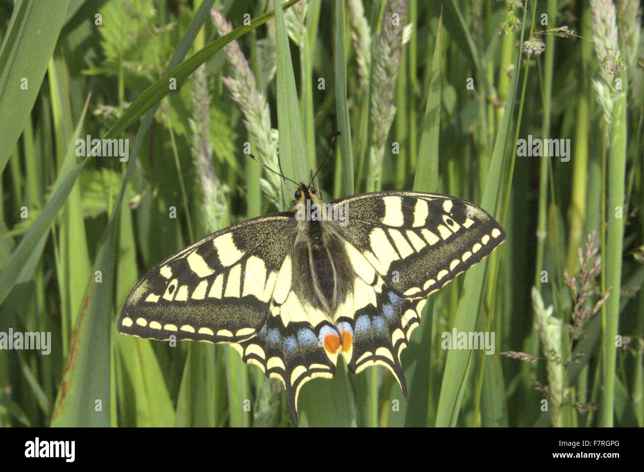 Swallowtail butterfly, taken at Catfield Fen National Nature Reserve ...