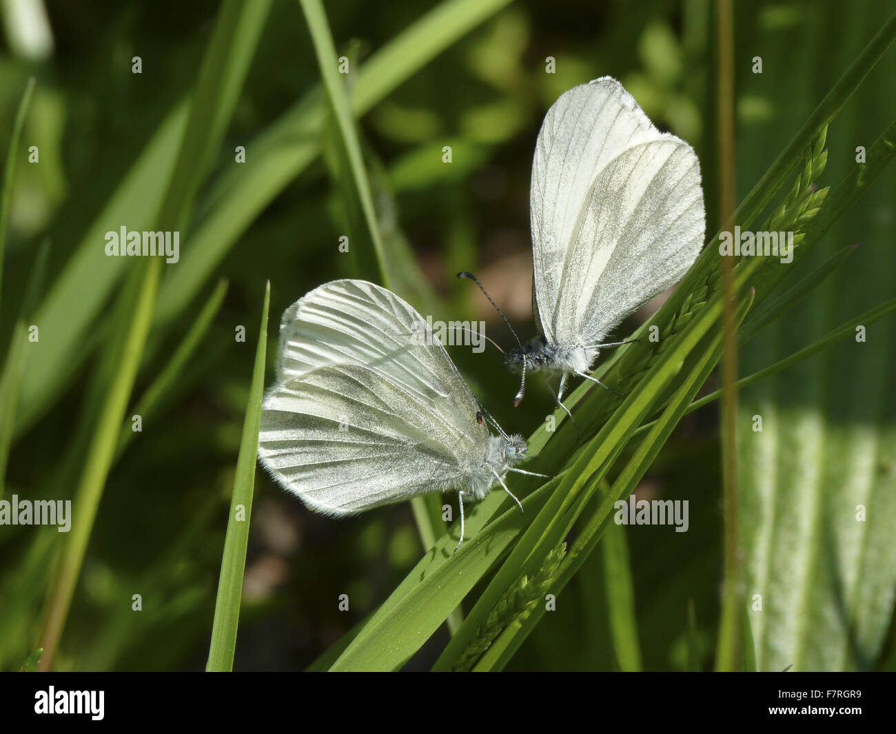 Woodland butterflies hi-res stock photography and images - Alamy