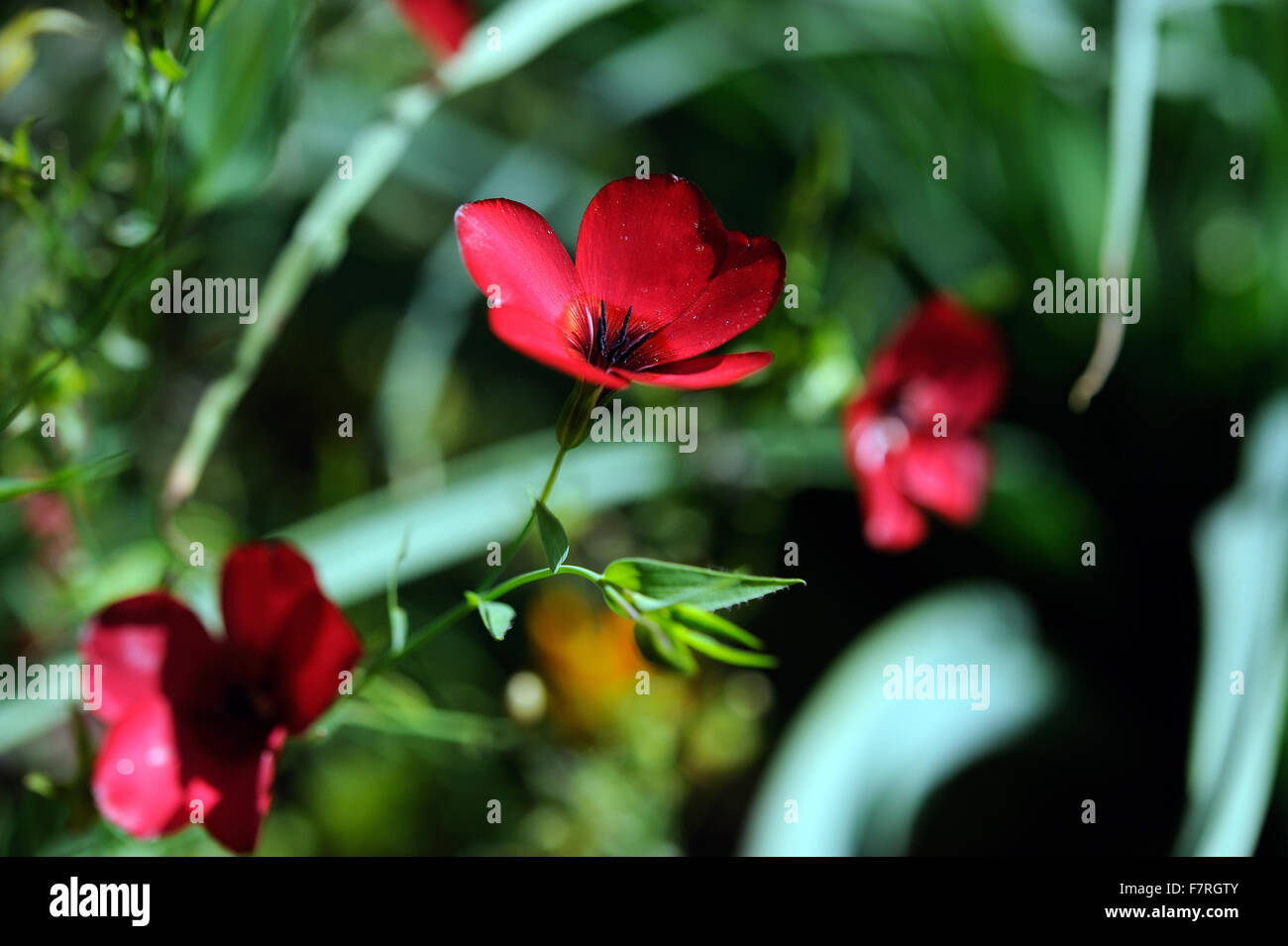 Flowers growing in the summer at Hidcote, Gloucestershire. Hidcote is a ...