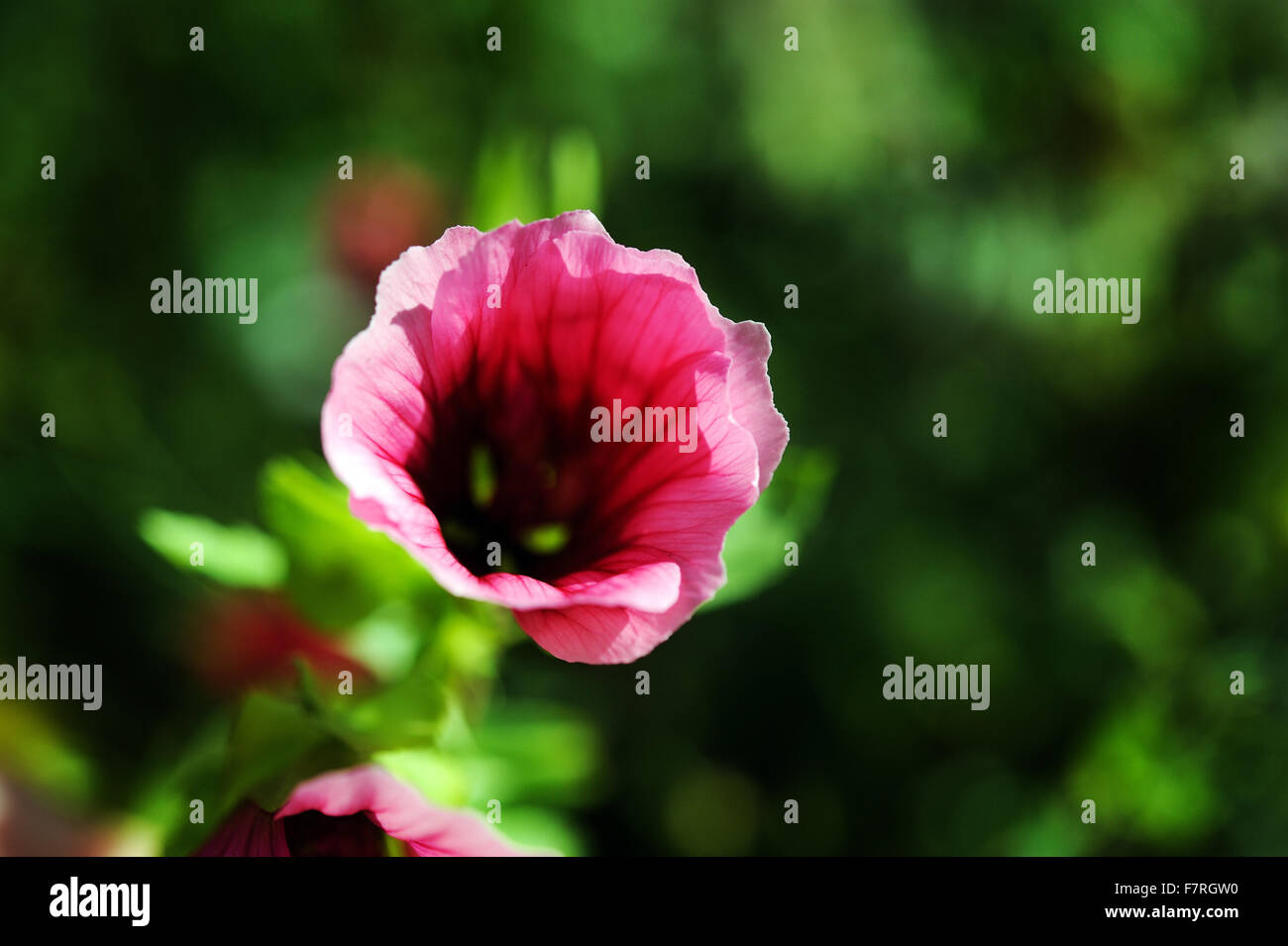 Flowers growing in the summer at Hidcote, Gloucestershire. Hidcote is a ...
