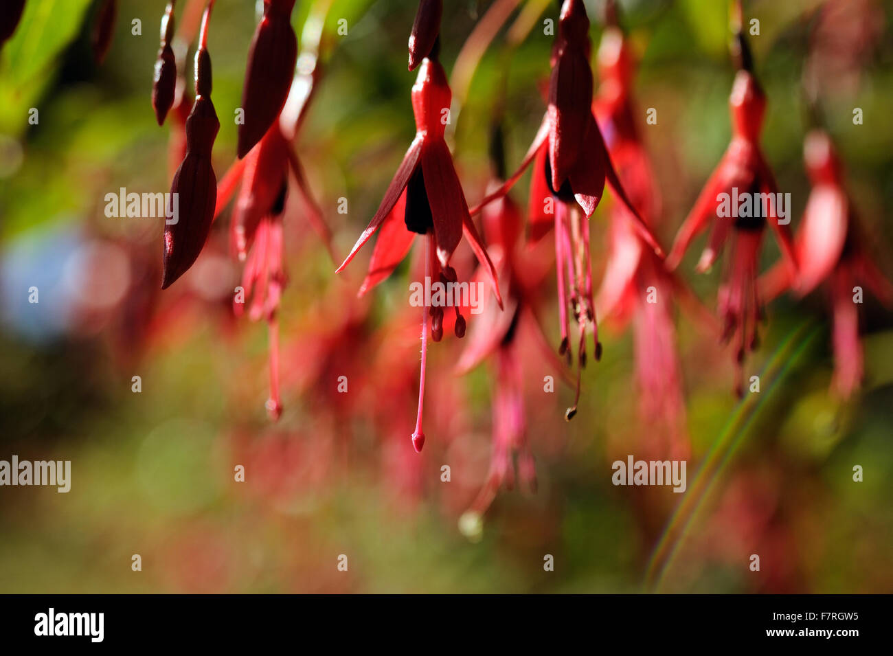 Flowers growing in the summer at Hidcote, Gloucestershire. Hidcote is a ...