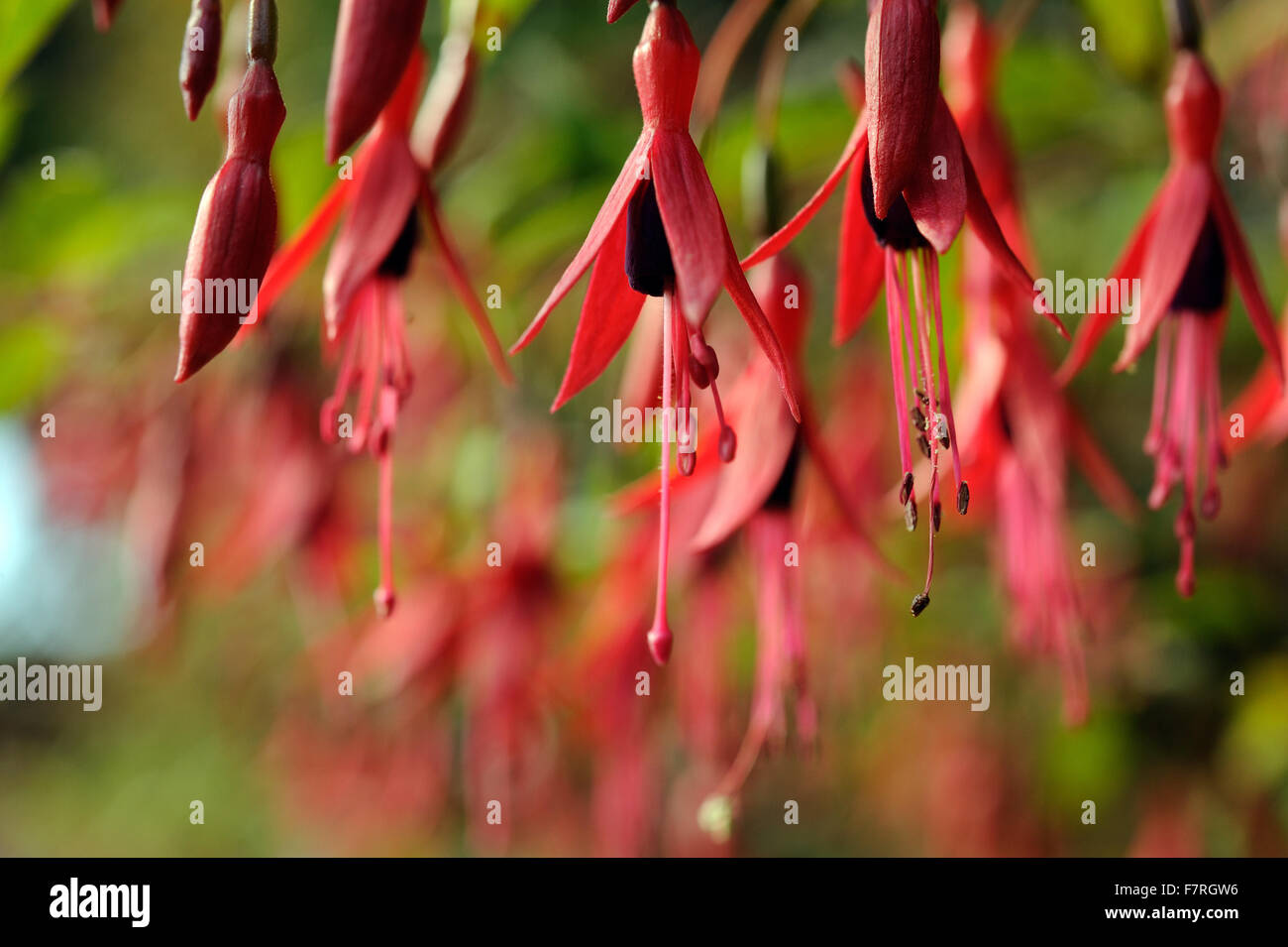 Flowers growing in the summer at Hidcote, Gloucestershire. Hidcote is a ...