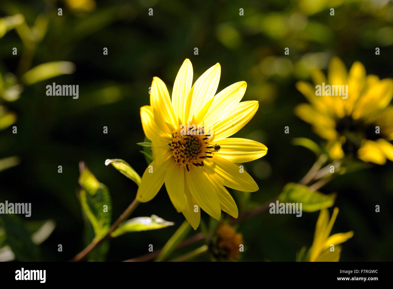 Flowers growing in the summer at Hidcote, Gloucestershire. Hidcote is a ...