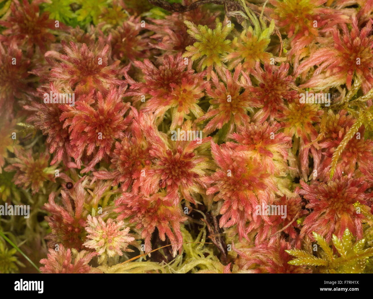 A red bog-moss, Sphagnum subnitens, at about 300m on the north slopes ...