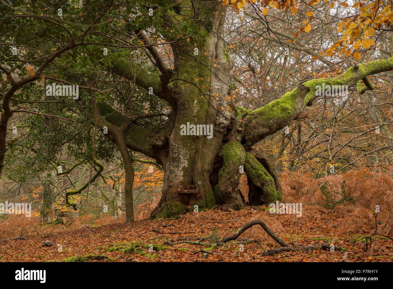 Ancient gnarled hollow beech pollard in autumn, at Woosons Hill, New ...