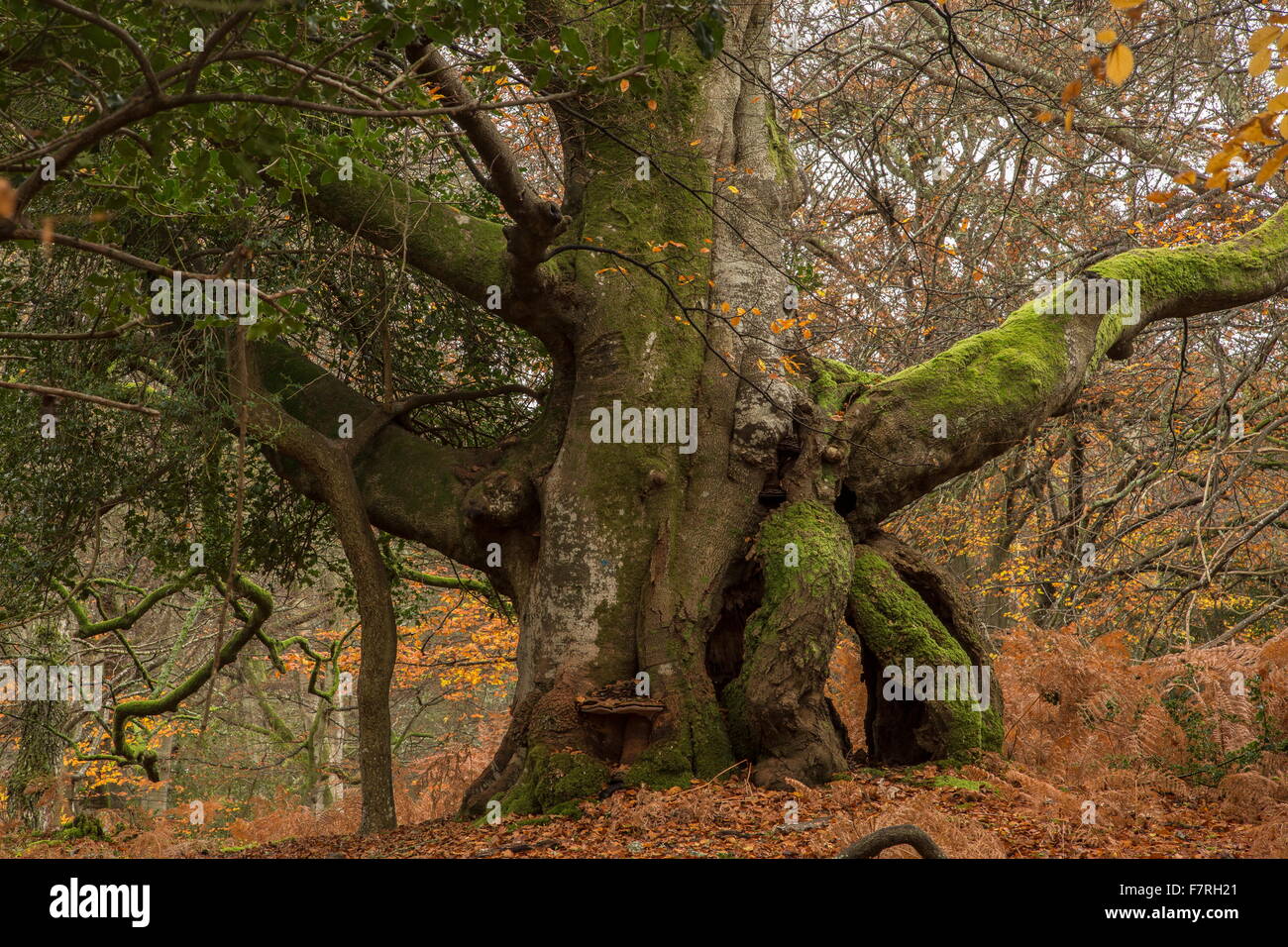 Pollard tree hi-res stock photography and images - Alamy