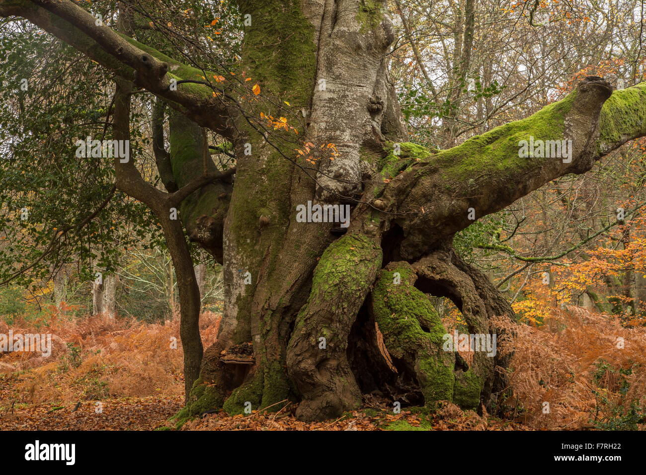Pollarded beech tree hi-res stock photography and images - Alamy
