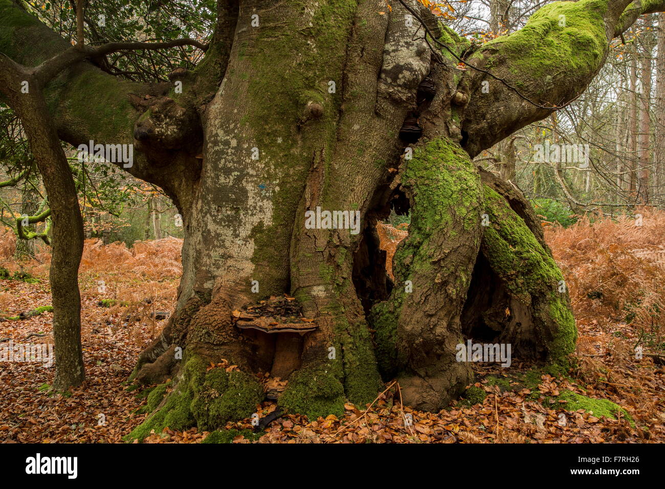 Pollarded beech tree hi-res stock photography and images - Alamy