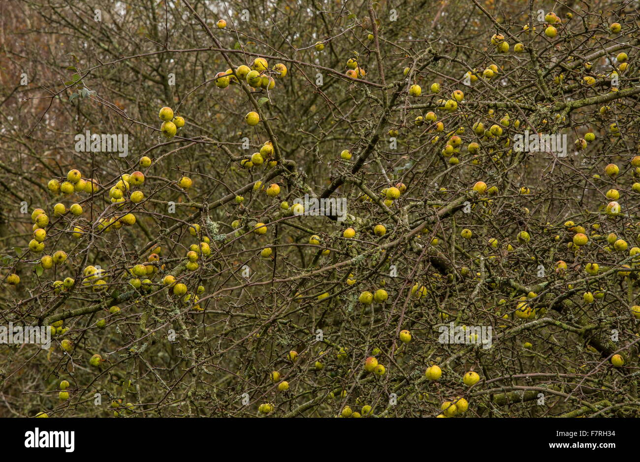 Ripe wild crab-apples, Malus sylvestris, still on the tree in late ...