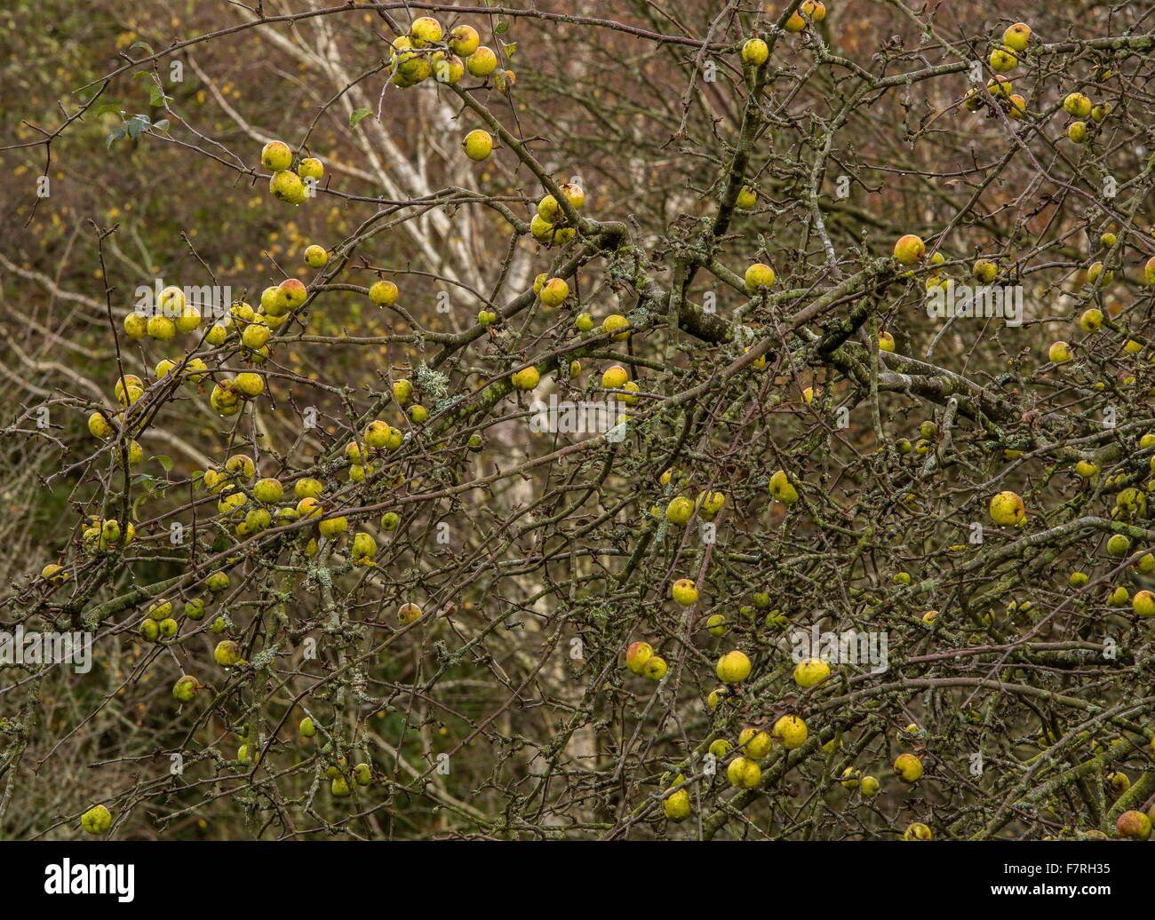 Ripe wild crab-apples, Malus sylvestris, still on the tree in late ...