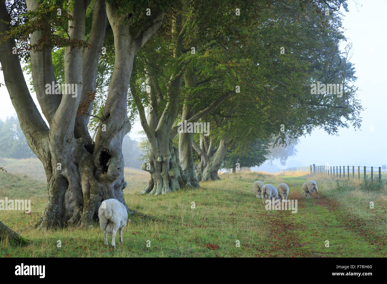 Sheep in the New King Barrows at the Stonehenge Landscape, Wiltshire ...