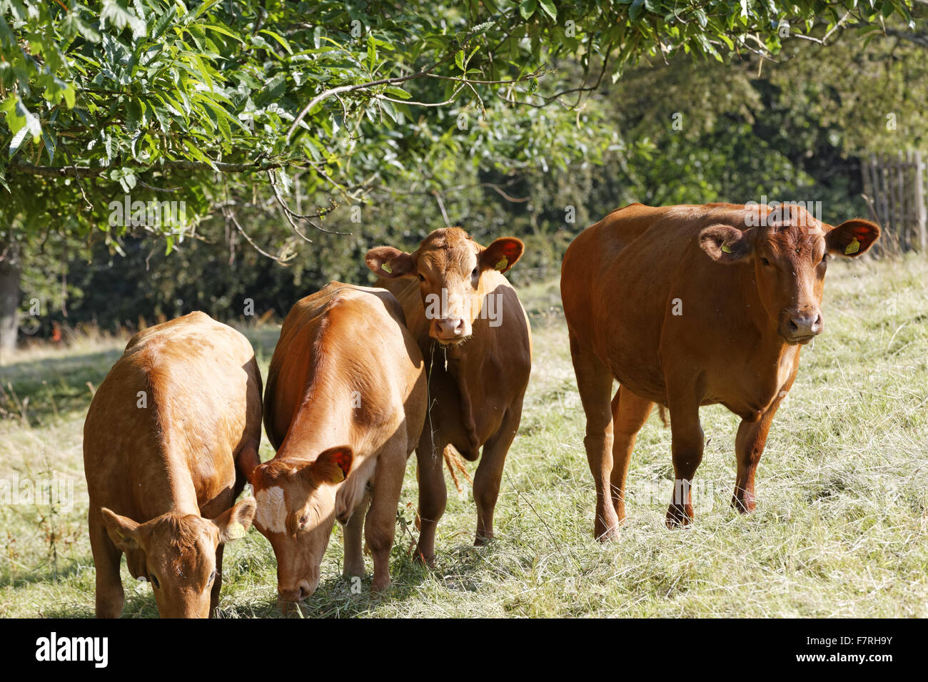 Cattle in Saltram estate, Devon Stock Photo - Alamy