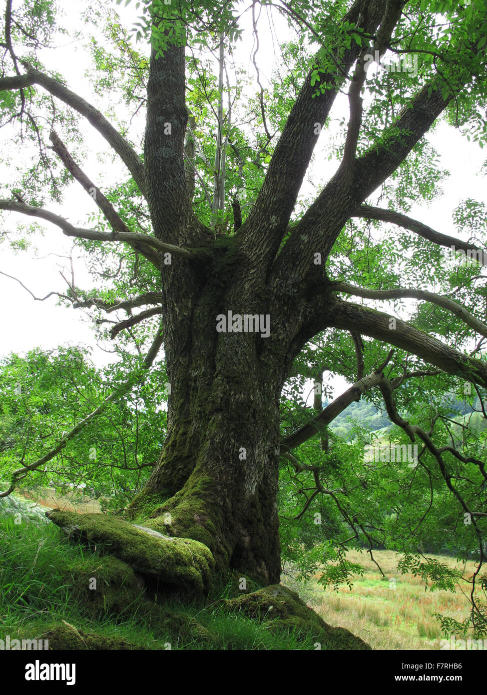Ash tree pollard, Troutbeck Park Stock Photo - Alamy