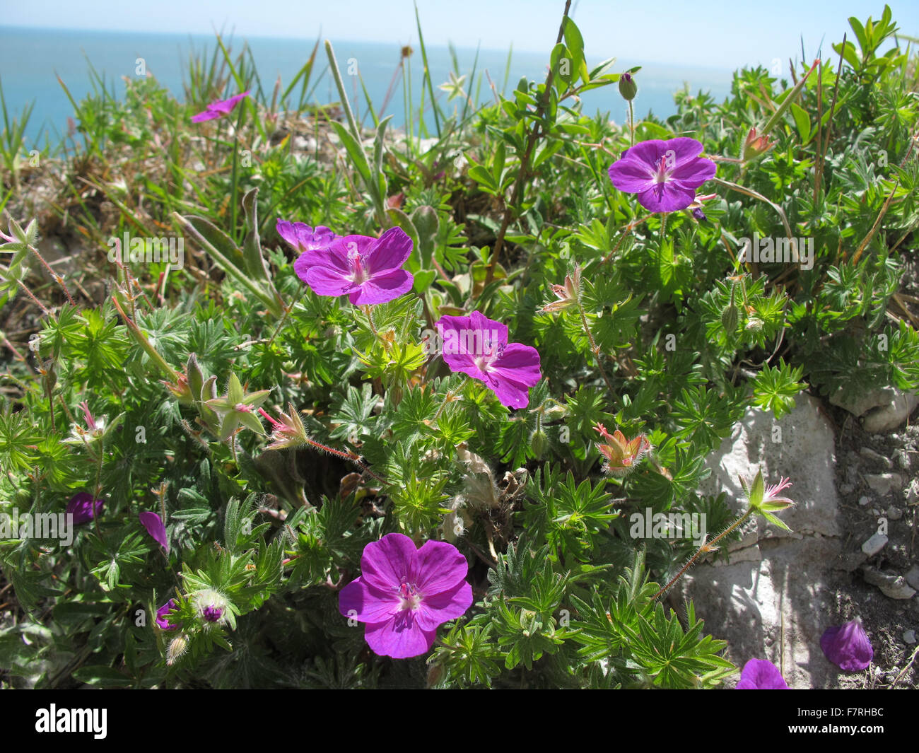 Langdon Cliffs Stock Photos & Langdon Cliffs Stock Images - Alamy