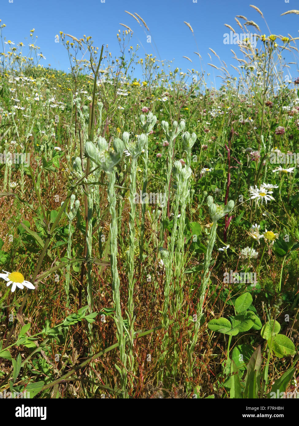 Common Cudweed, Woolbeding Countryside Stock Photo - Alamy