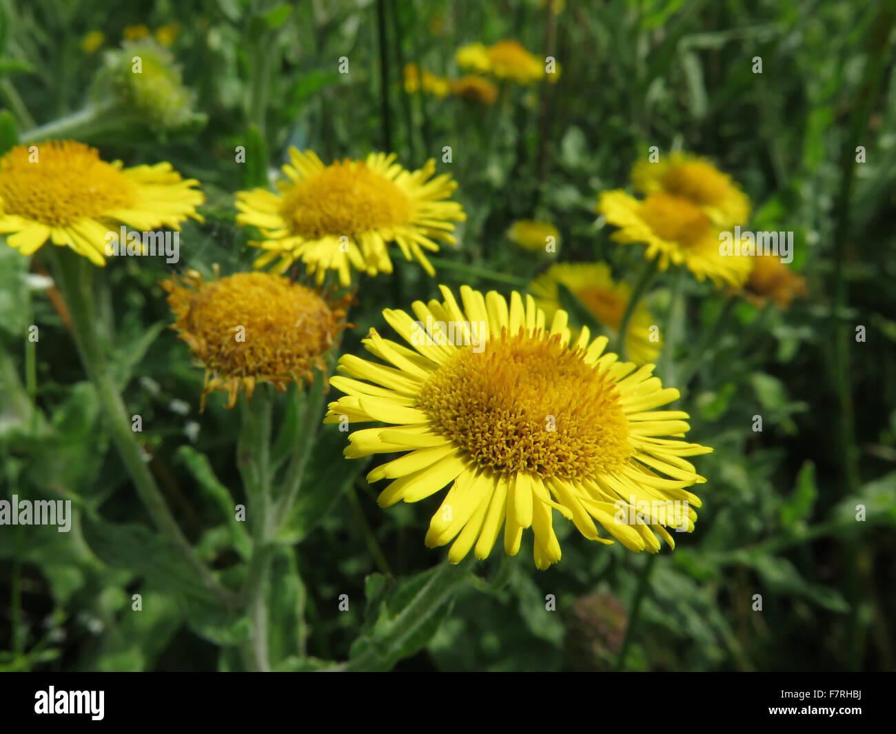 Passfield hi-res stock photography and images - Alamy