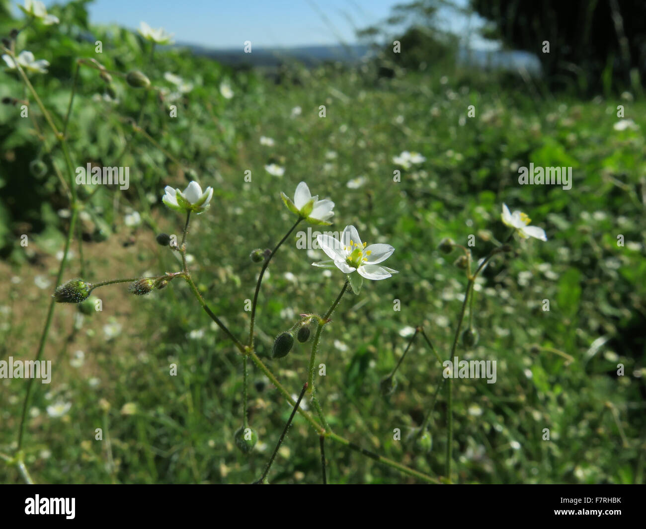 Sussex greensand hi-res stock photography and images - Alamy