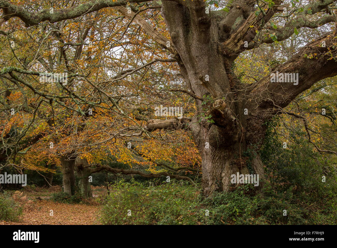 Mixed grazed beech and oak woodland in autumn, at London Minstead, New ...