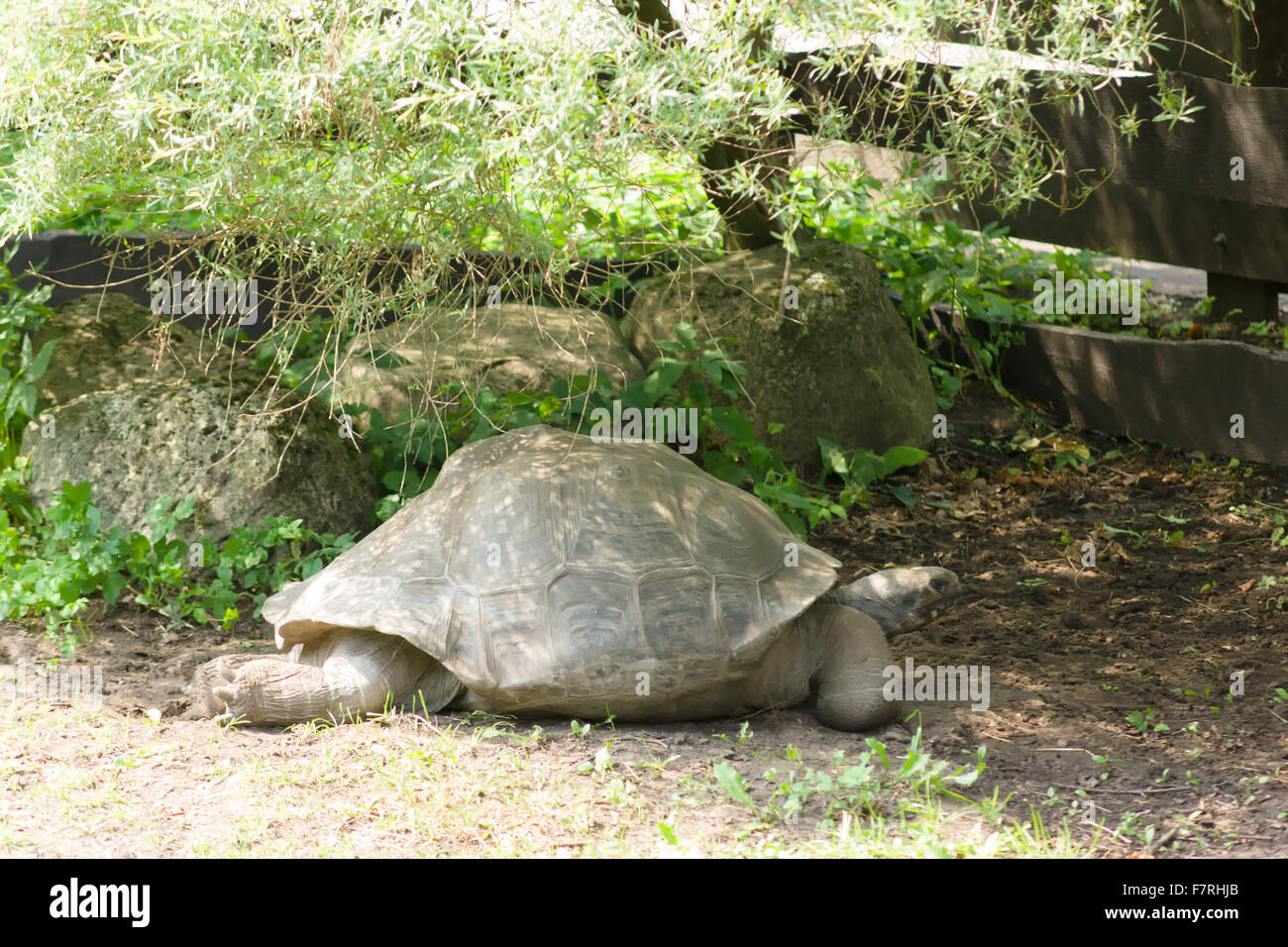 the large turtle in an armor slowly creeps on the ground Stock Photo ...