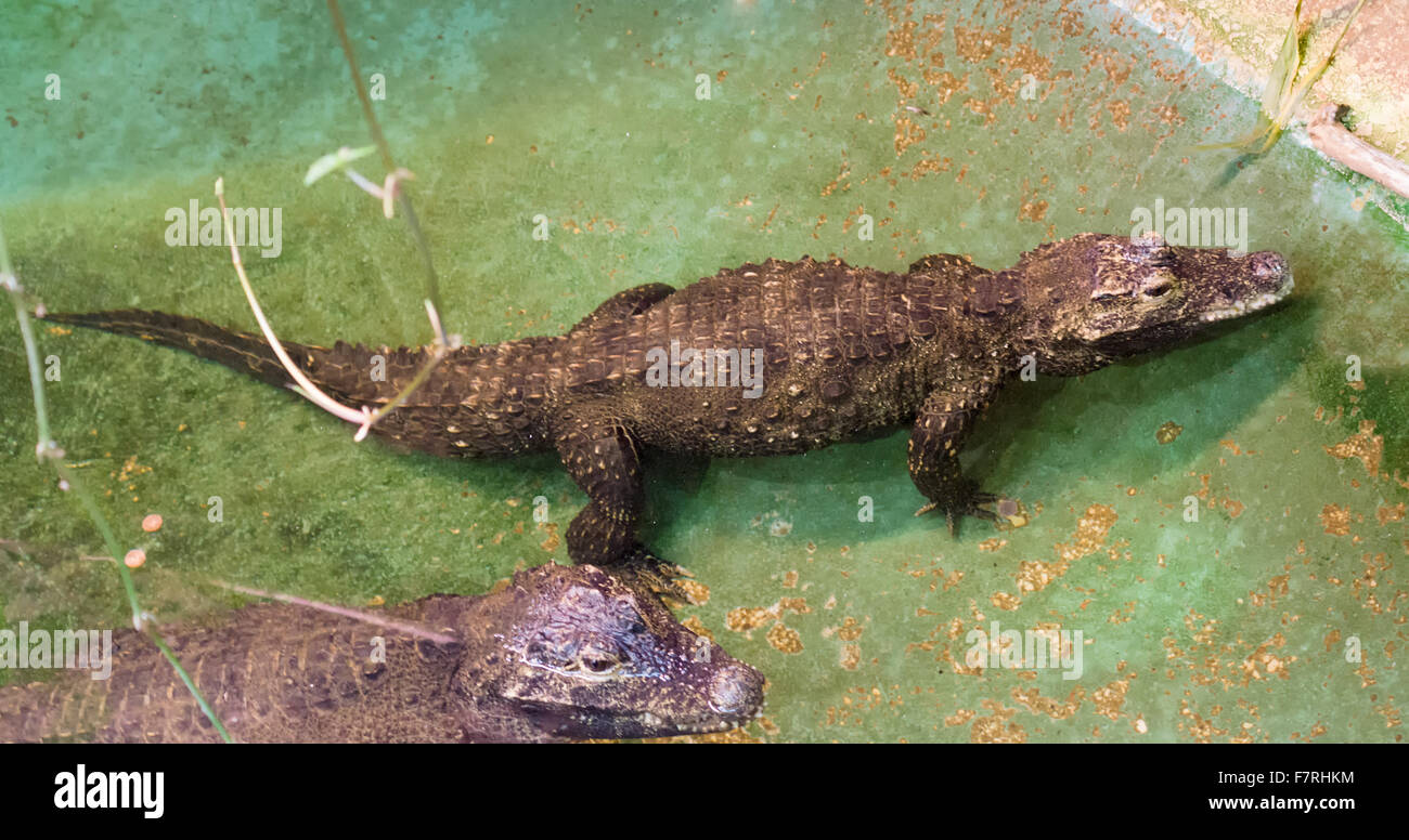 crocodiles lie in water and wait production Stock Photo - Alamy