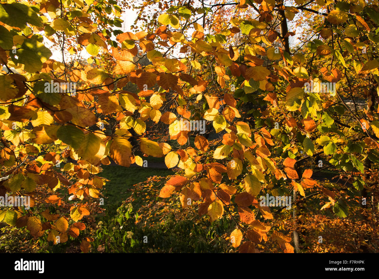 Autumn Belfast Minnowburn Shaws Bridge leaves trees Stock Photo - Alamy