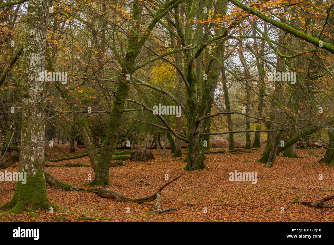 Common beech fagus sylvatica pasture beech hi-res stock photography and ...
