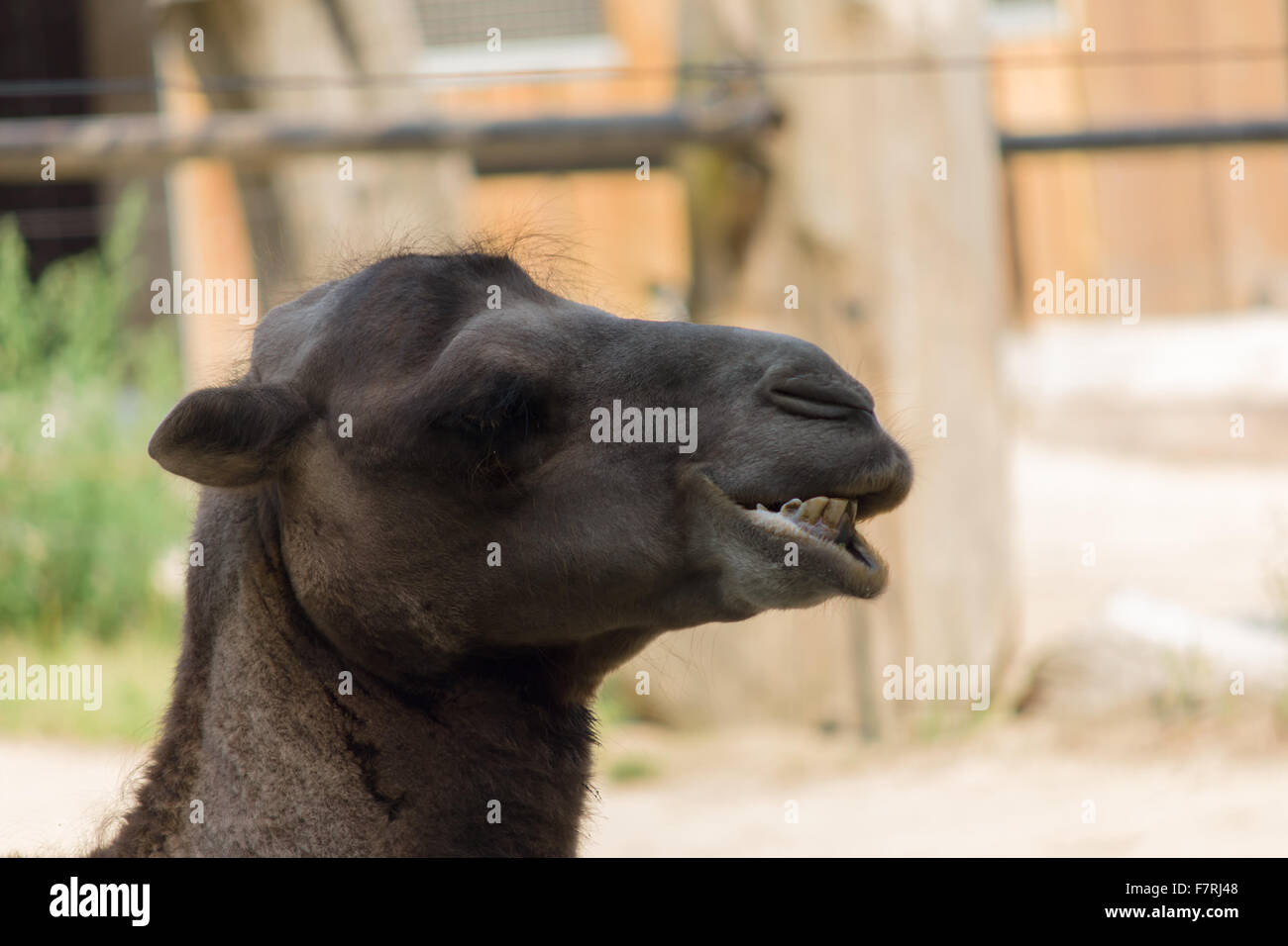 the photo of the head of the dark camel chewing food Stock Photo - Alamy