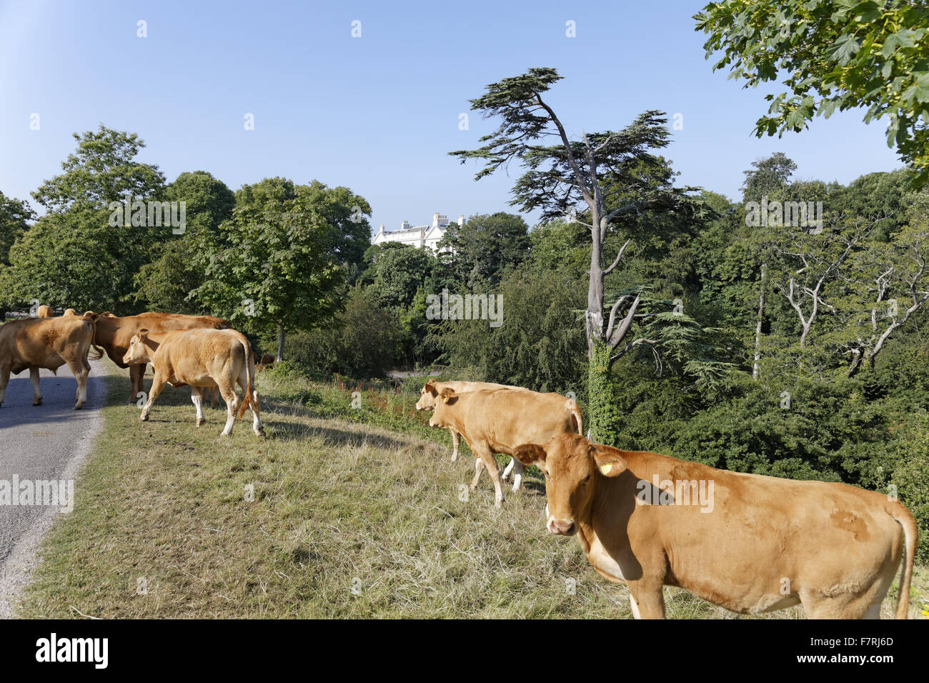 Cattle in Saltram estate, Devon Stock Photo - Alamy