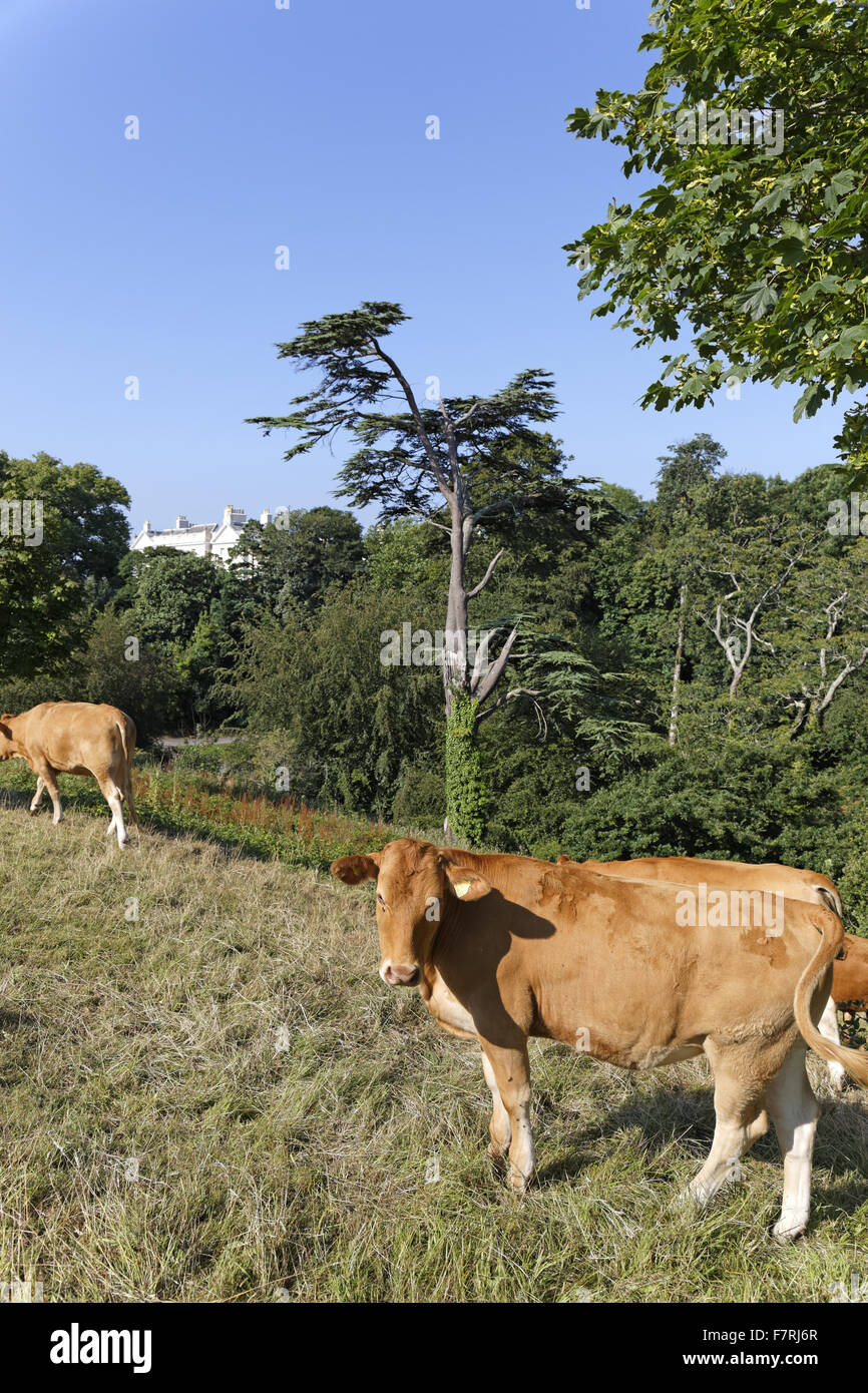 Cattle in Saltram estate, Devon Stock Photo - Alamy