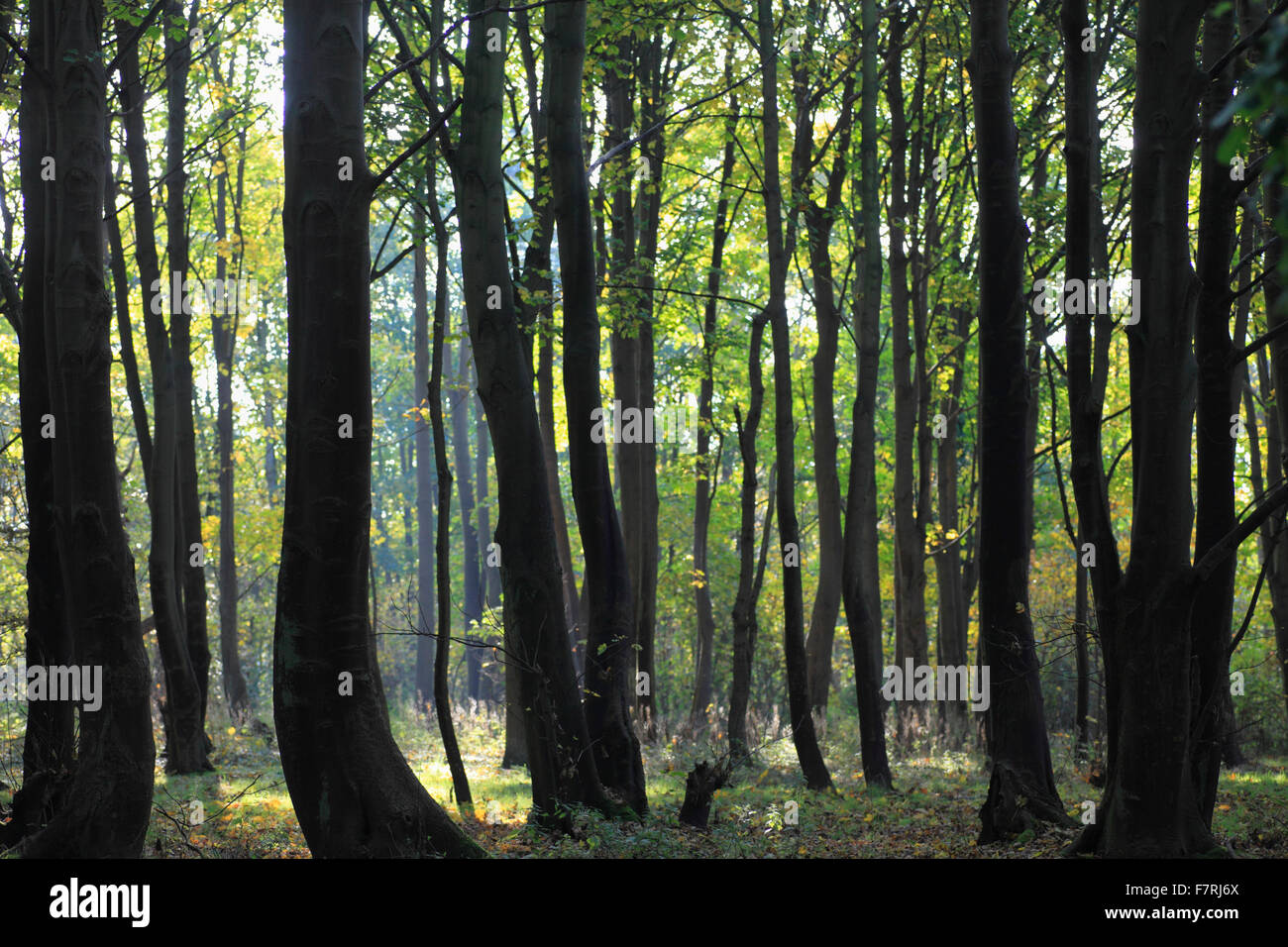 Tree trunks in woodland with Autumn sunlight Stock Photo - Alamy
