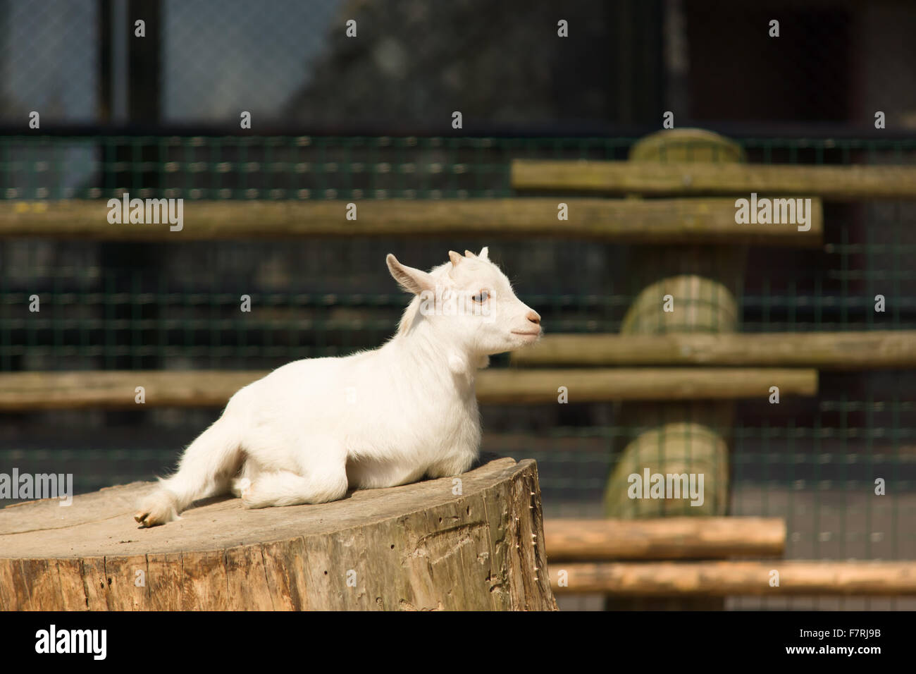 the white small the goat lives on a farm and jumps on logs Stock Photo ...