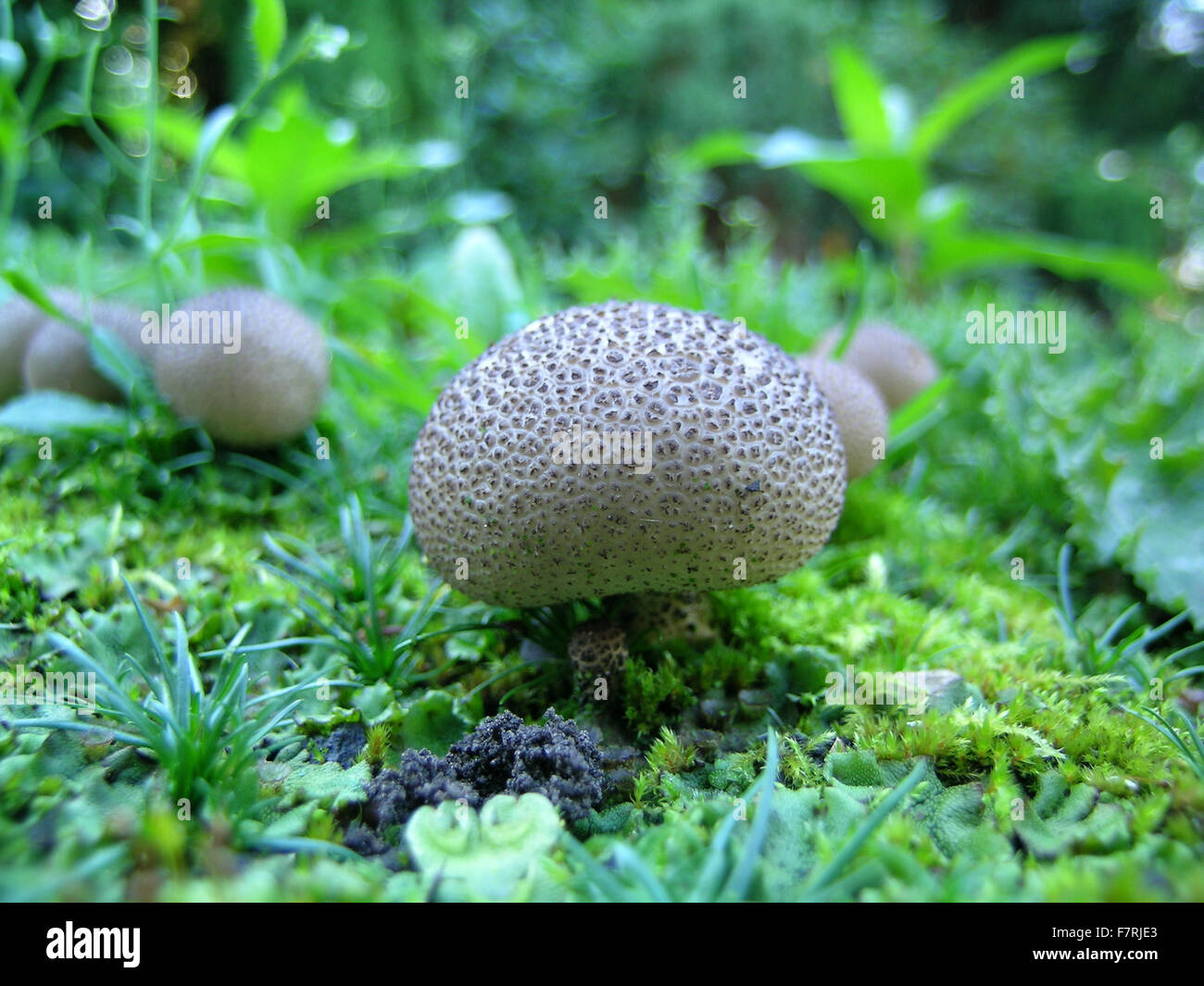 Fungi, Scleroderma areolatum, on woodland floor Stock Photo - Alamy