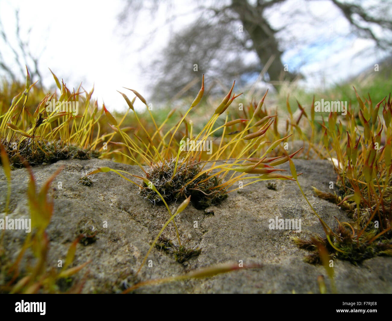 Tortula muralis hi-res stock photography and images - Alamy