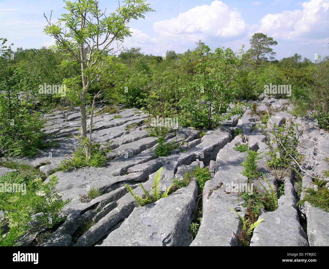 Limestone pavement, with woodland succession Stock Photo - Alamy