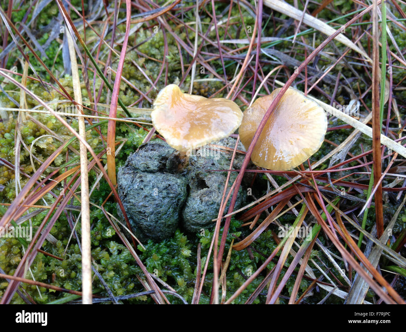 Coprophilous fungi hi-res stock photography and images - Alamy