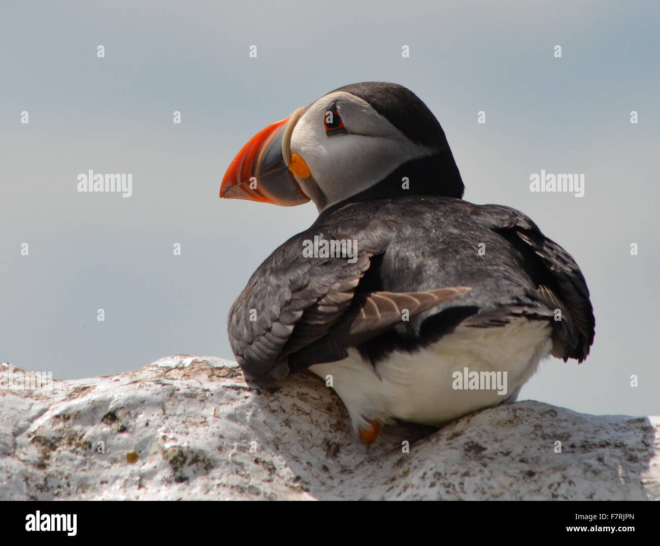 Puffin, Farne Islands Stock Photo - Alamy
