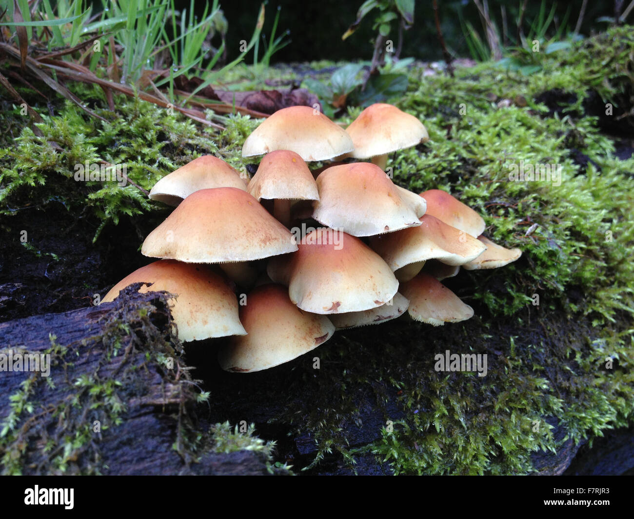Honey fungus autumn uk hi-res stock photography and images - Alamy