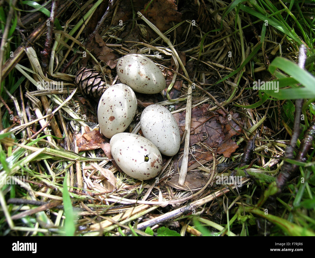 Moorhen nest with four eggs, one pipping Stock Photo - Alamy