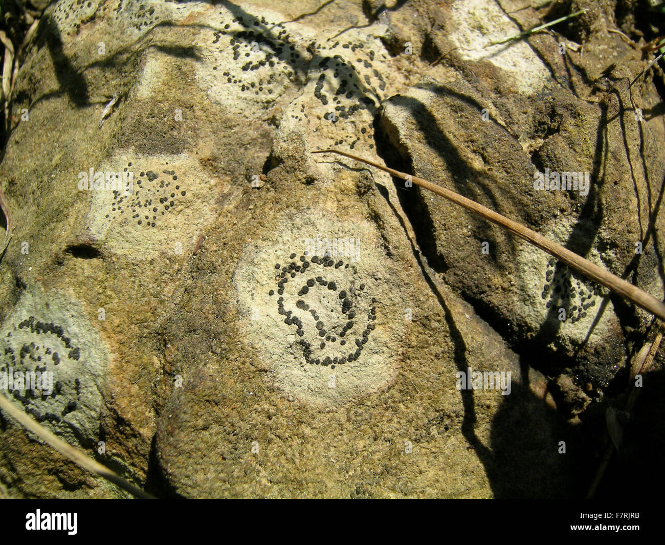 Concentric map lichen, Gallows Hill Farm, Wallington Stock Photo - Alamy