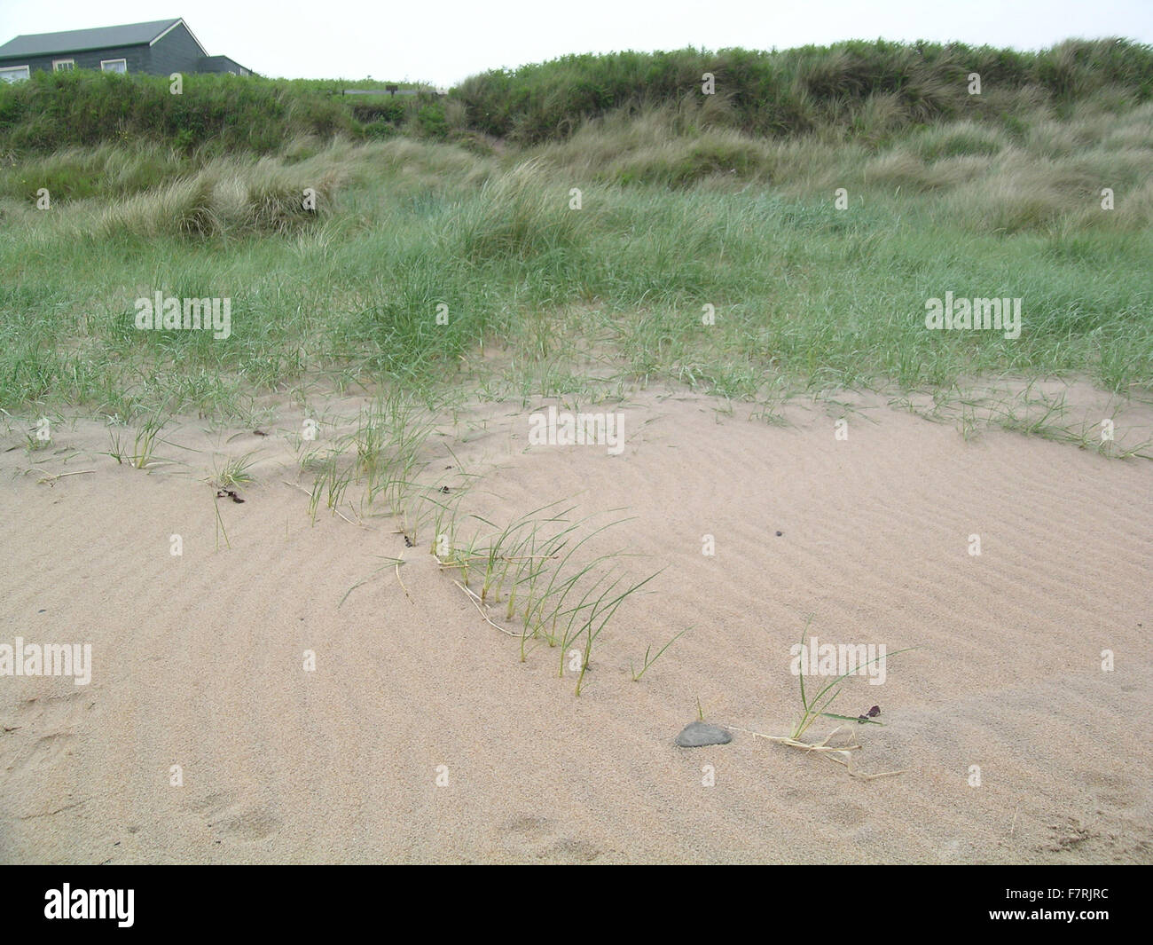 Sand couch grass hi-res stock photography and images - Alamy