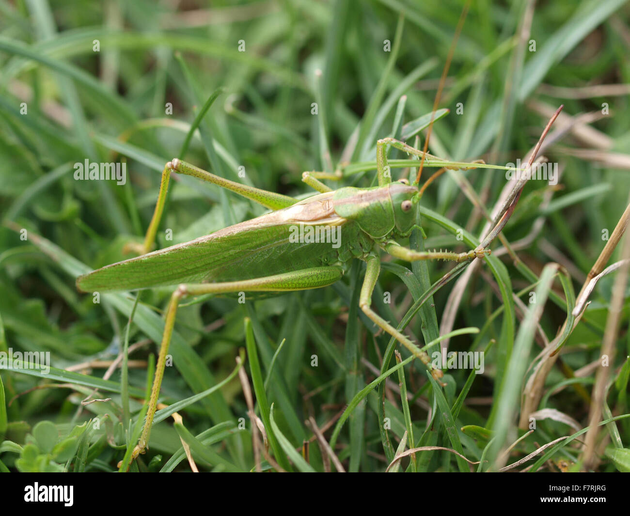 Great Green Bush-cricket Stock Photo - Alamy