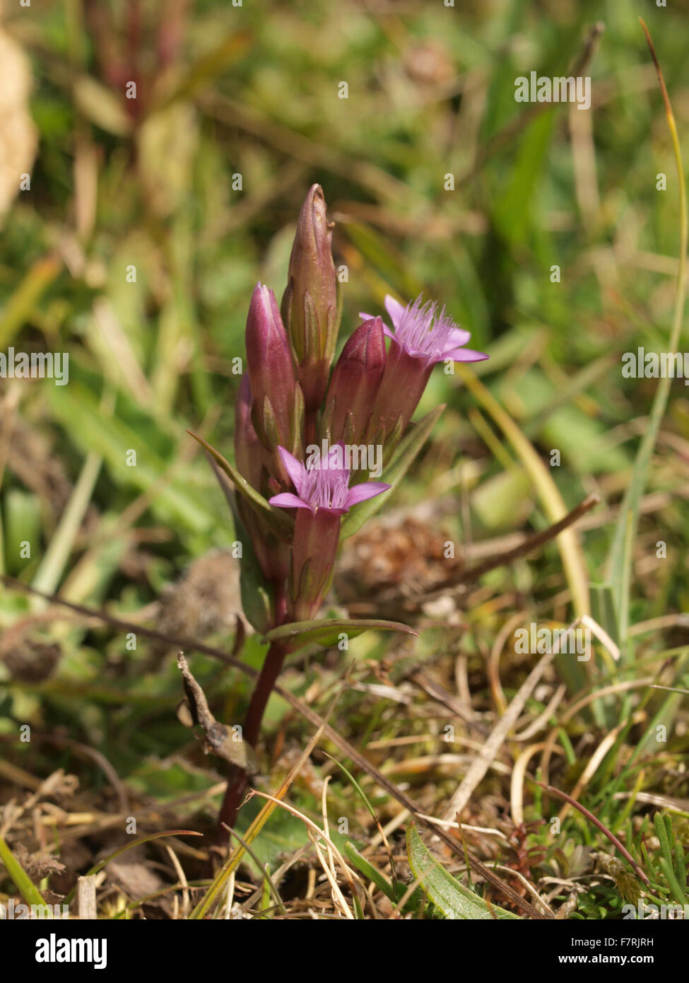 Common gentianella hi-res stock photography and images - Alamy