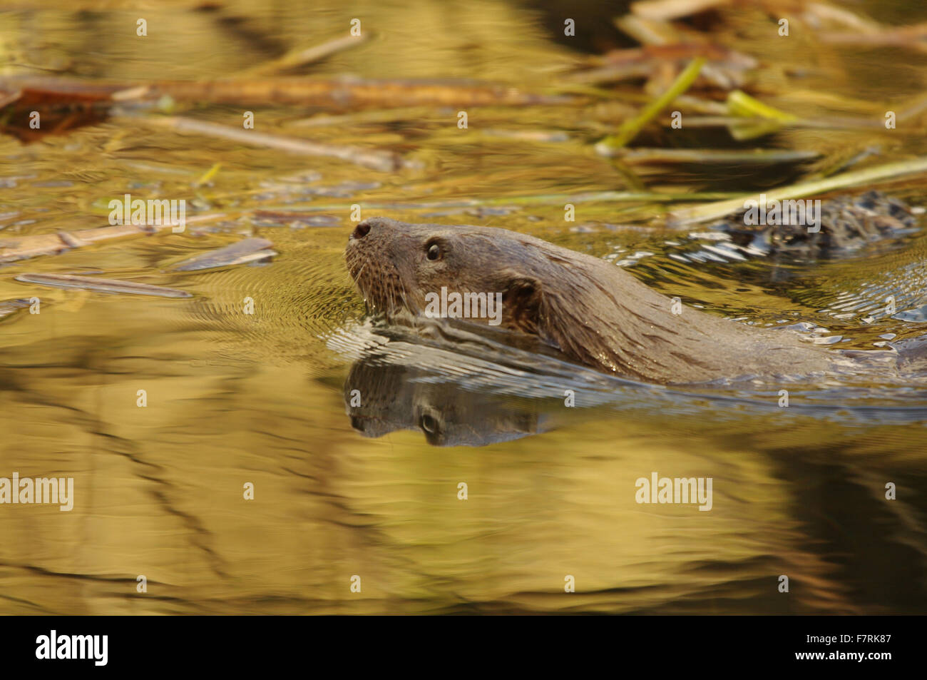 Otter, swimming on top of the water with golden winter light Stock ...