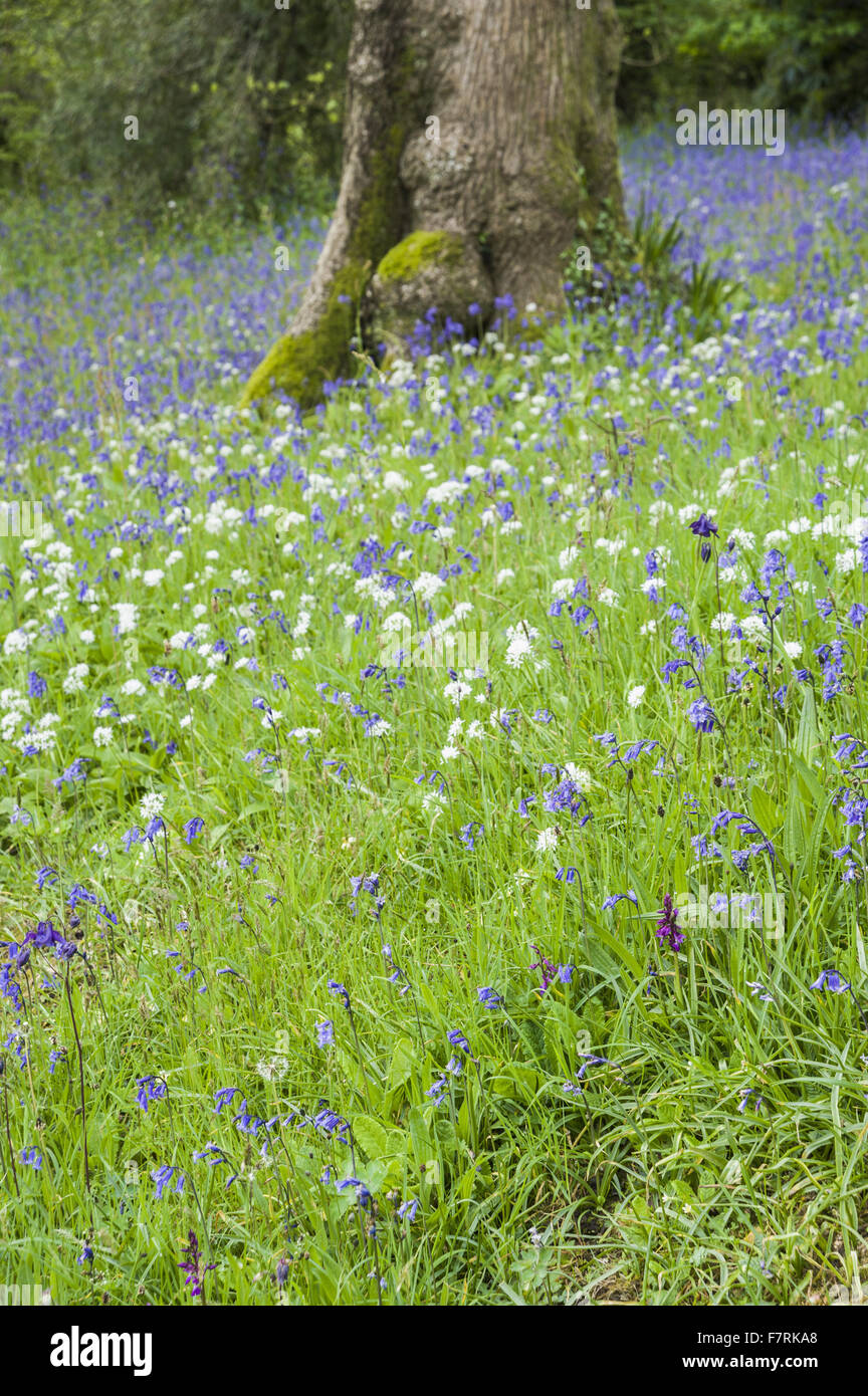 Sloping meadow full of naturalised orchids, bluebells, ramsons and ...